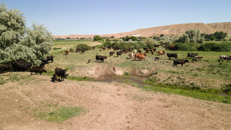 Van Lith Ranch